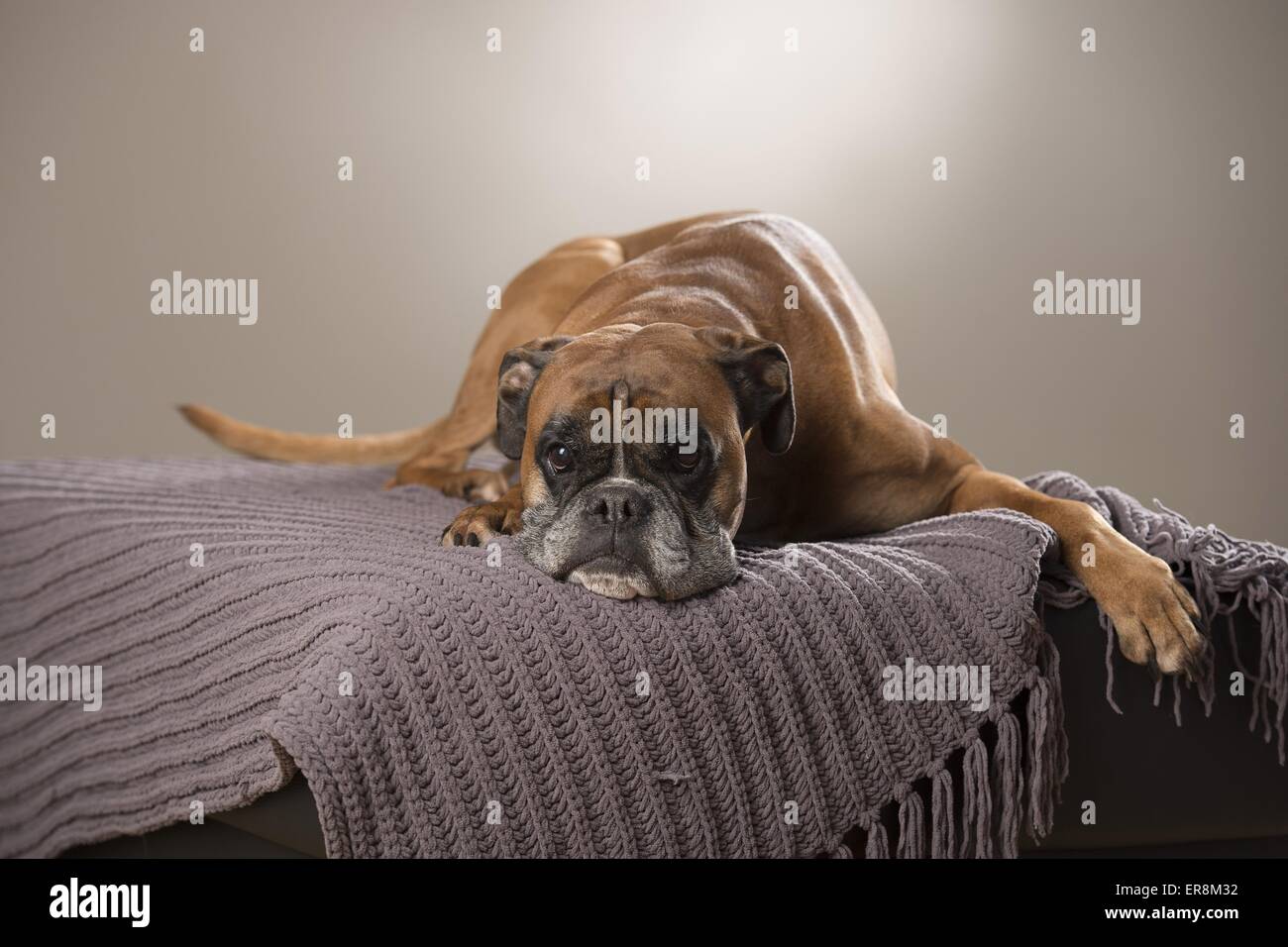 Boxer at rest hi-res stock photography and images - Alamy