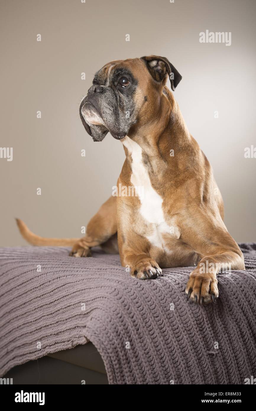 lying German Boxer Stock Photo - Alamy
