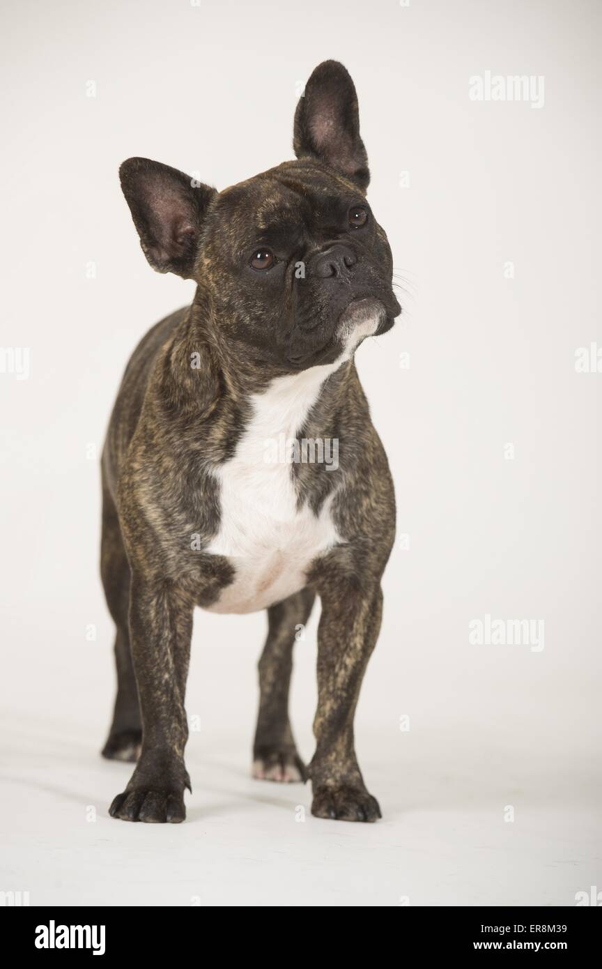 standing French Bulldog Stock Photo - Alamy
