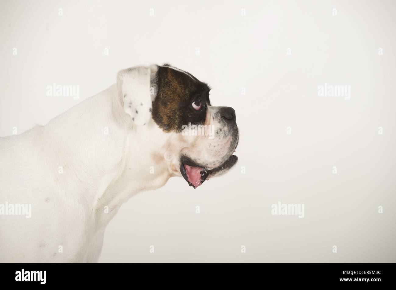 Boxer dog portraits hi-res stock photography and images - Alamy