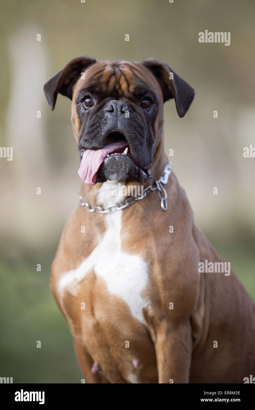 German Boxer Portrait Stock Photo - Alamy