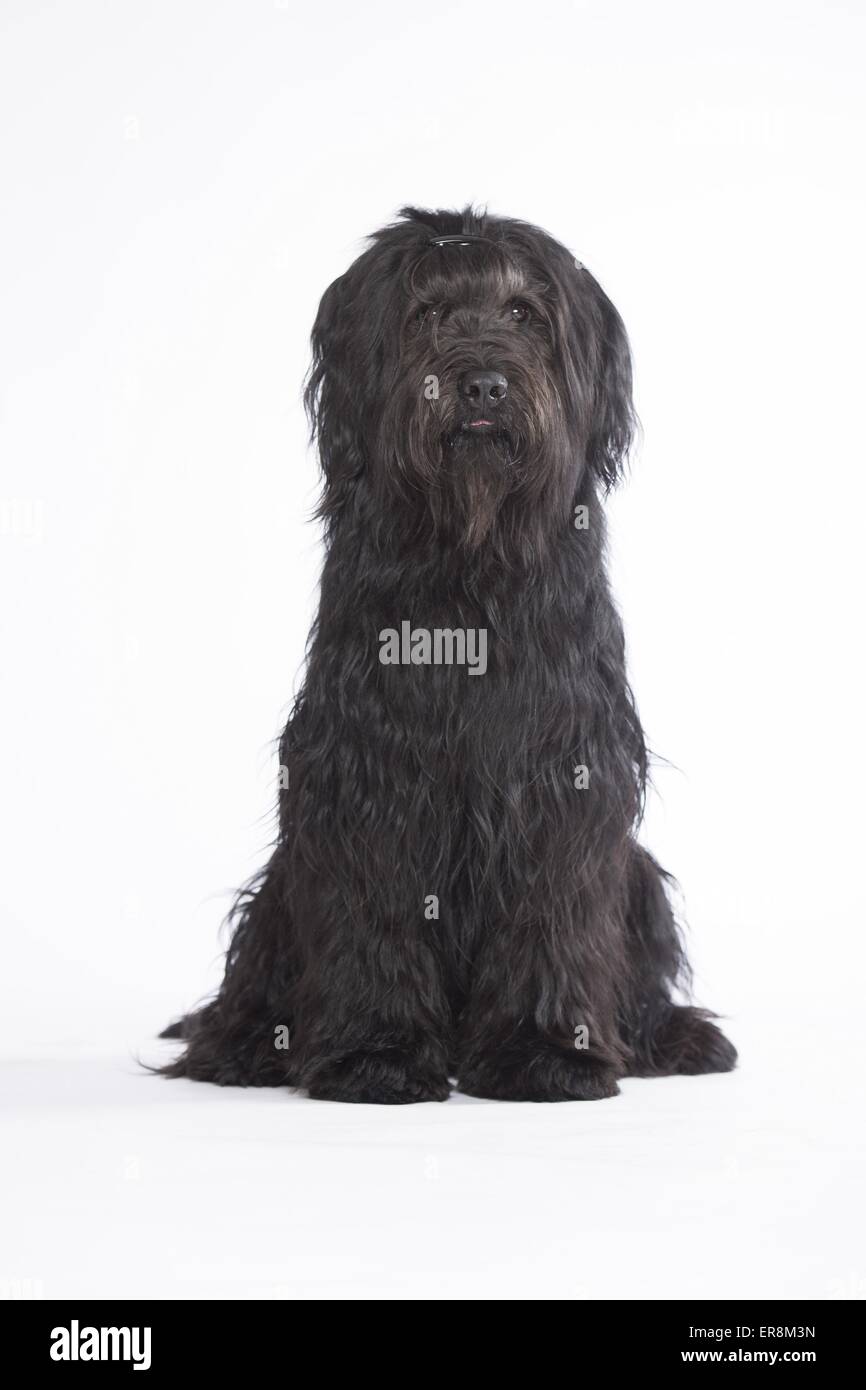 White briard hi-res stock photography and images - Alamy