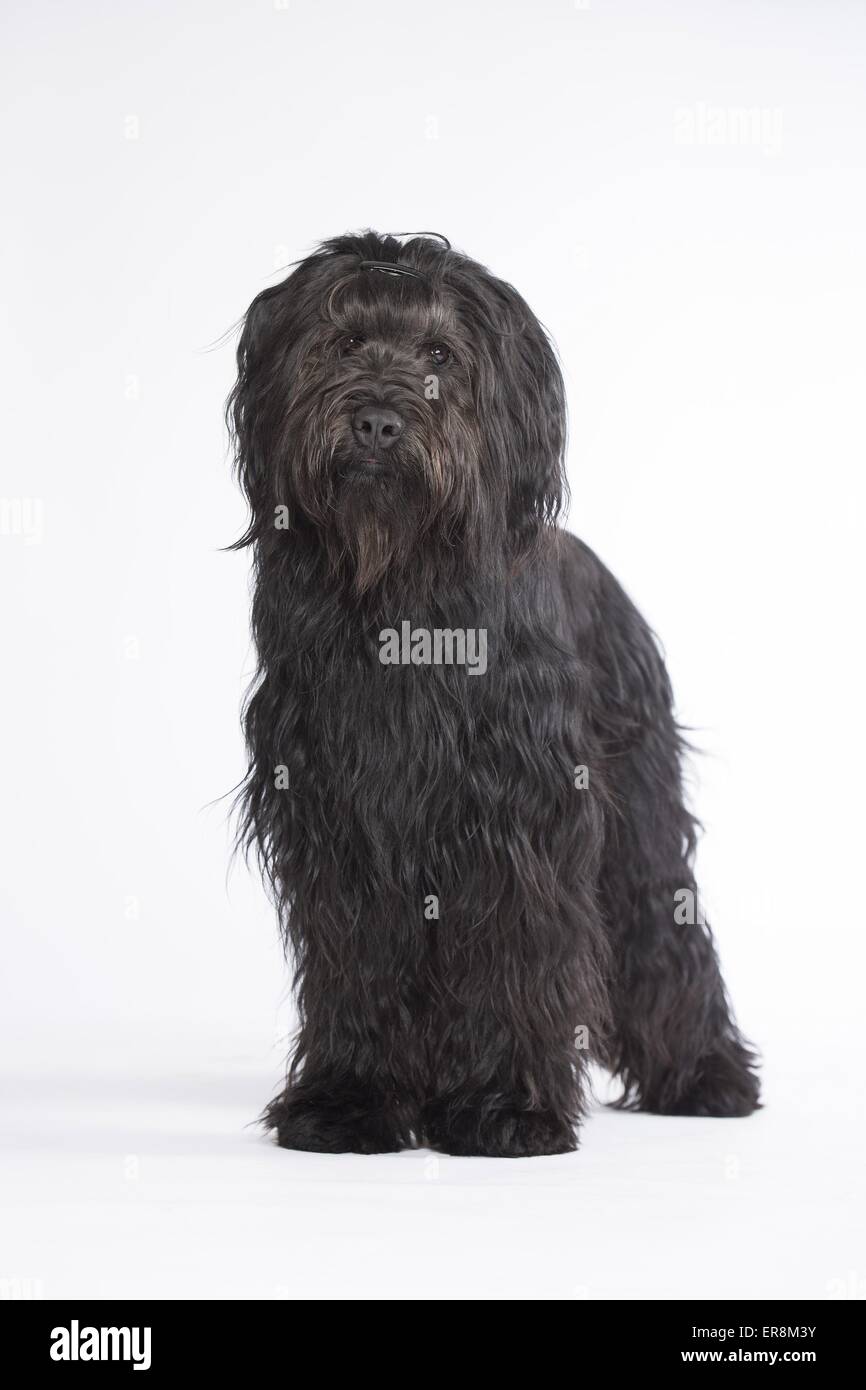 White briard hi-res stock photography and images - Alamy