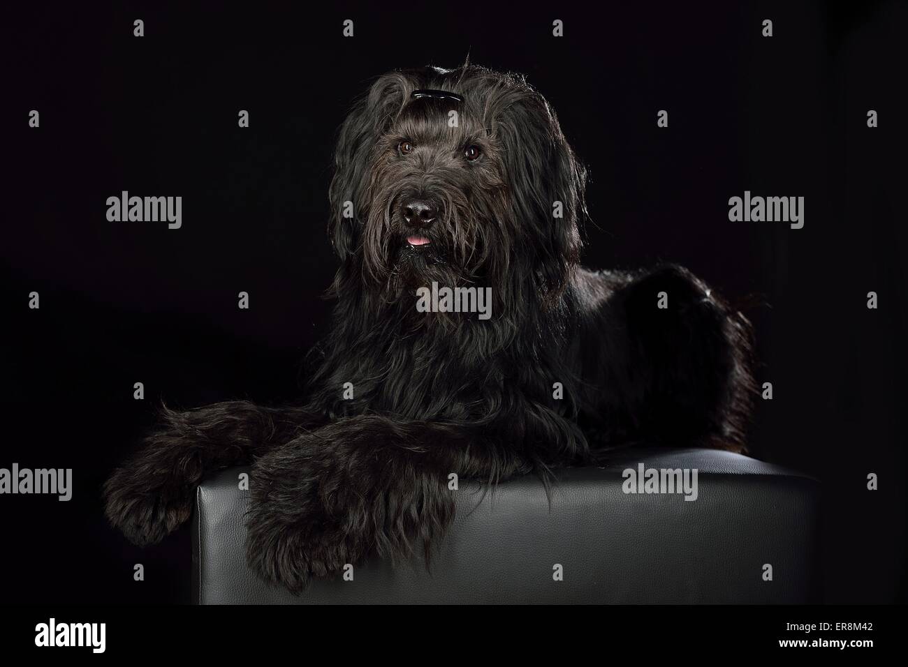 Briard male hi-res stock photography and images - Alamy