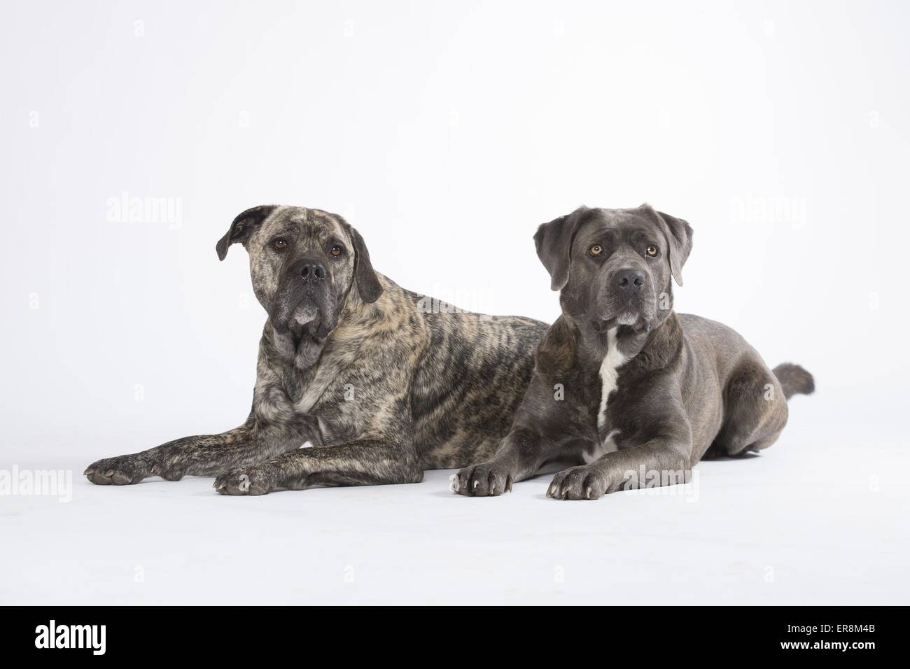 2 Cane Corso Stock Photo - Alamy