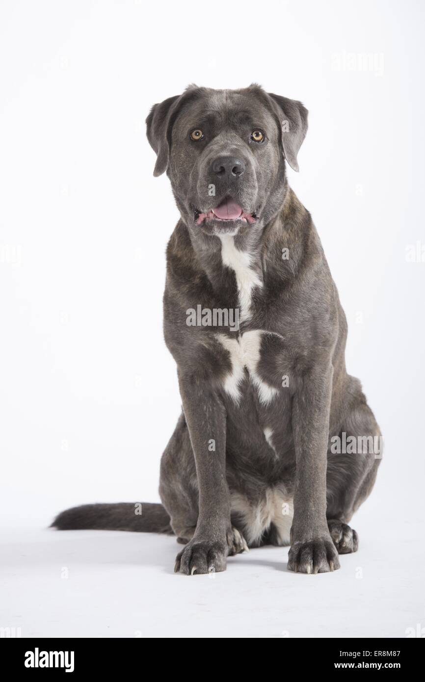 sitting Cane Corso Stock Photo - Alamy