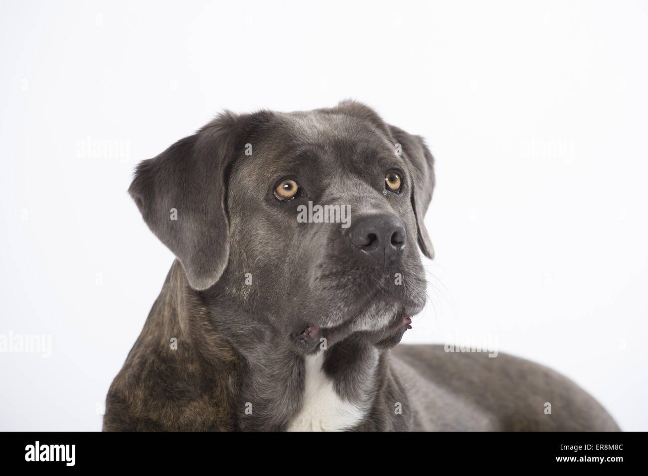 Cane Corso Portrait Stock Photo - Alamy