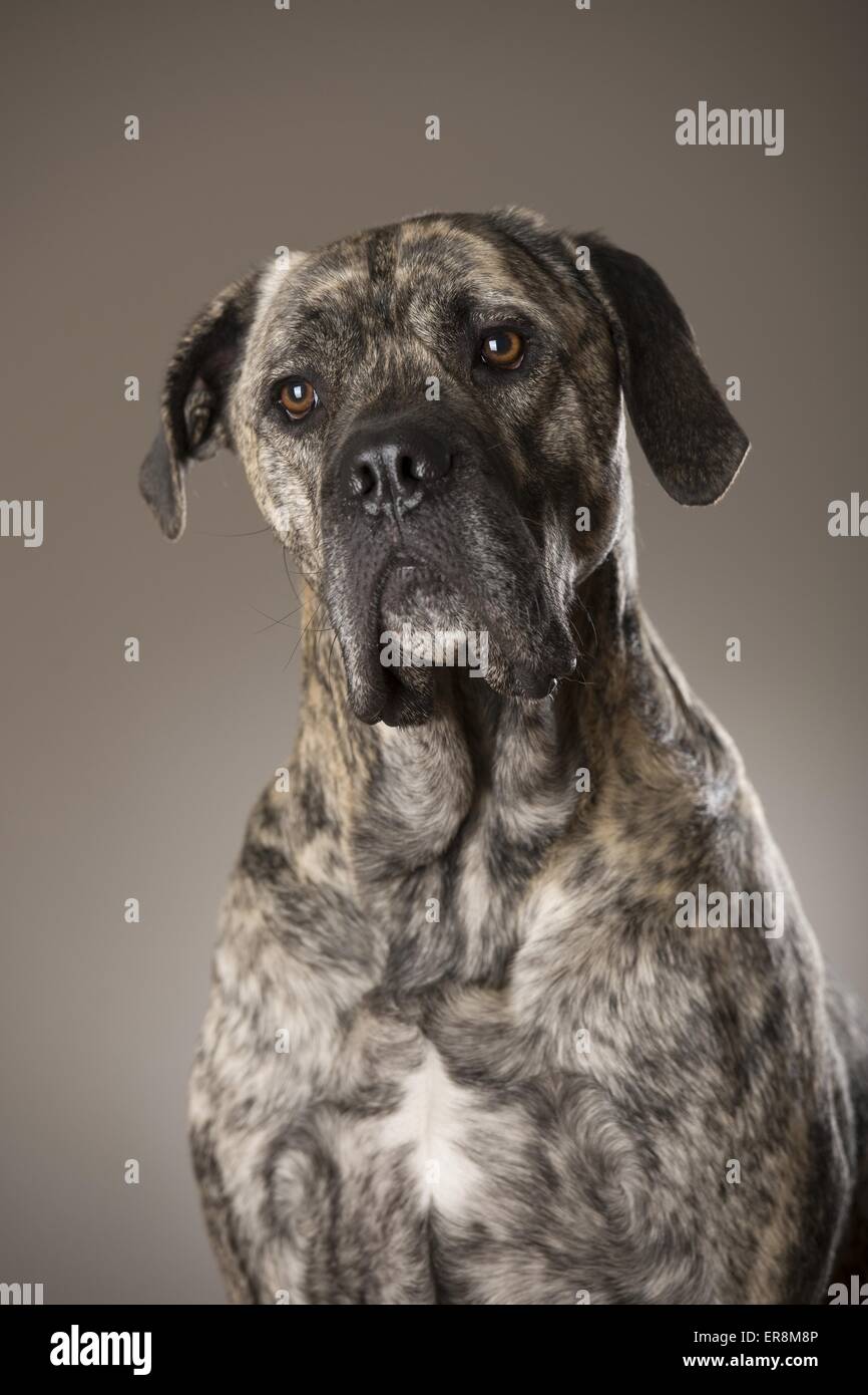 Cane corso head hi-res stock photography and images - Alamy