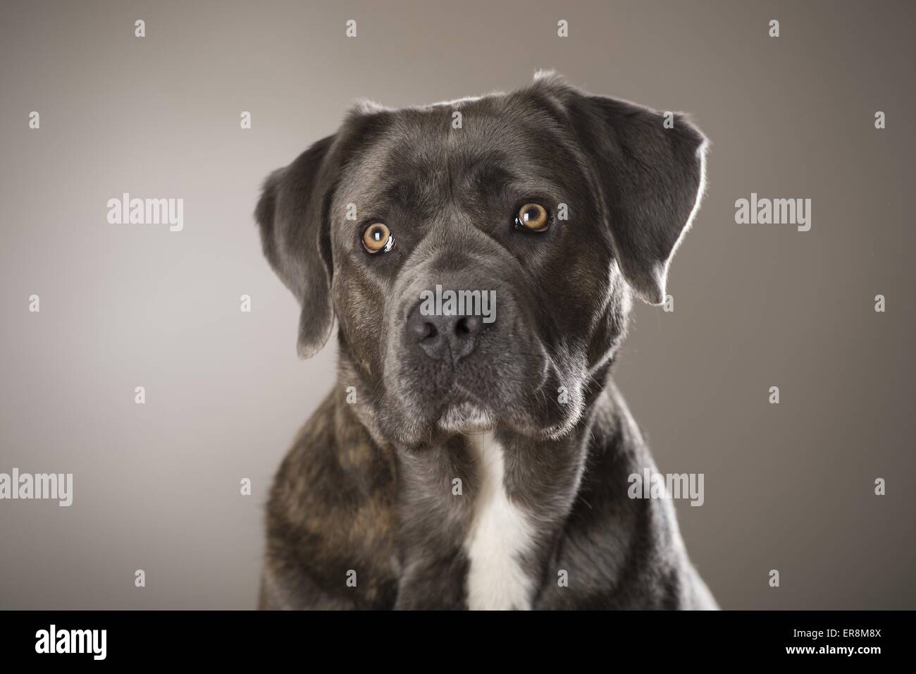 Cane Corso Portrait Stock Photo - Alamy