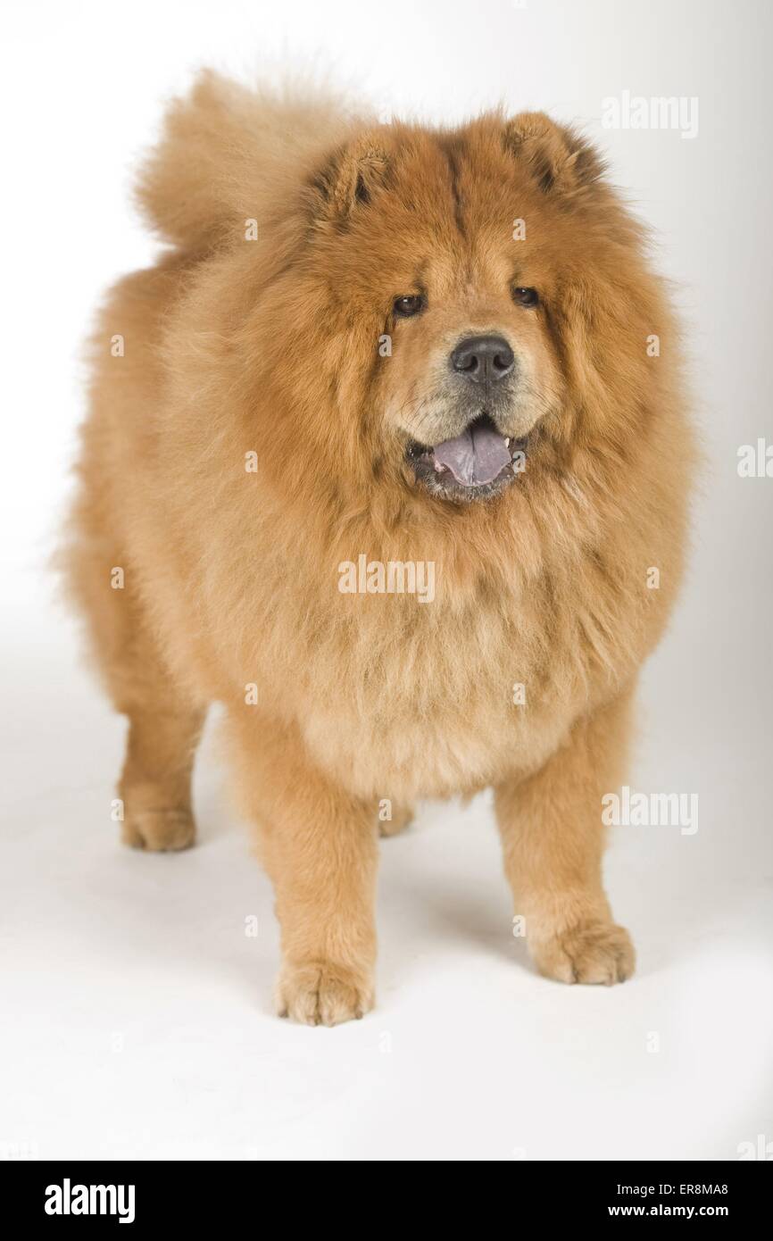 Chow chows hi-res stock photography and images - Alamy