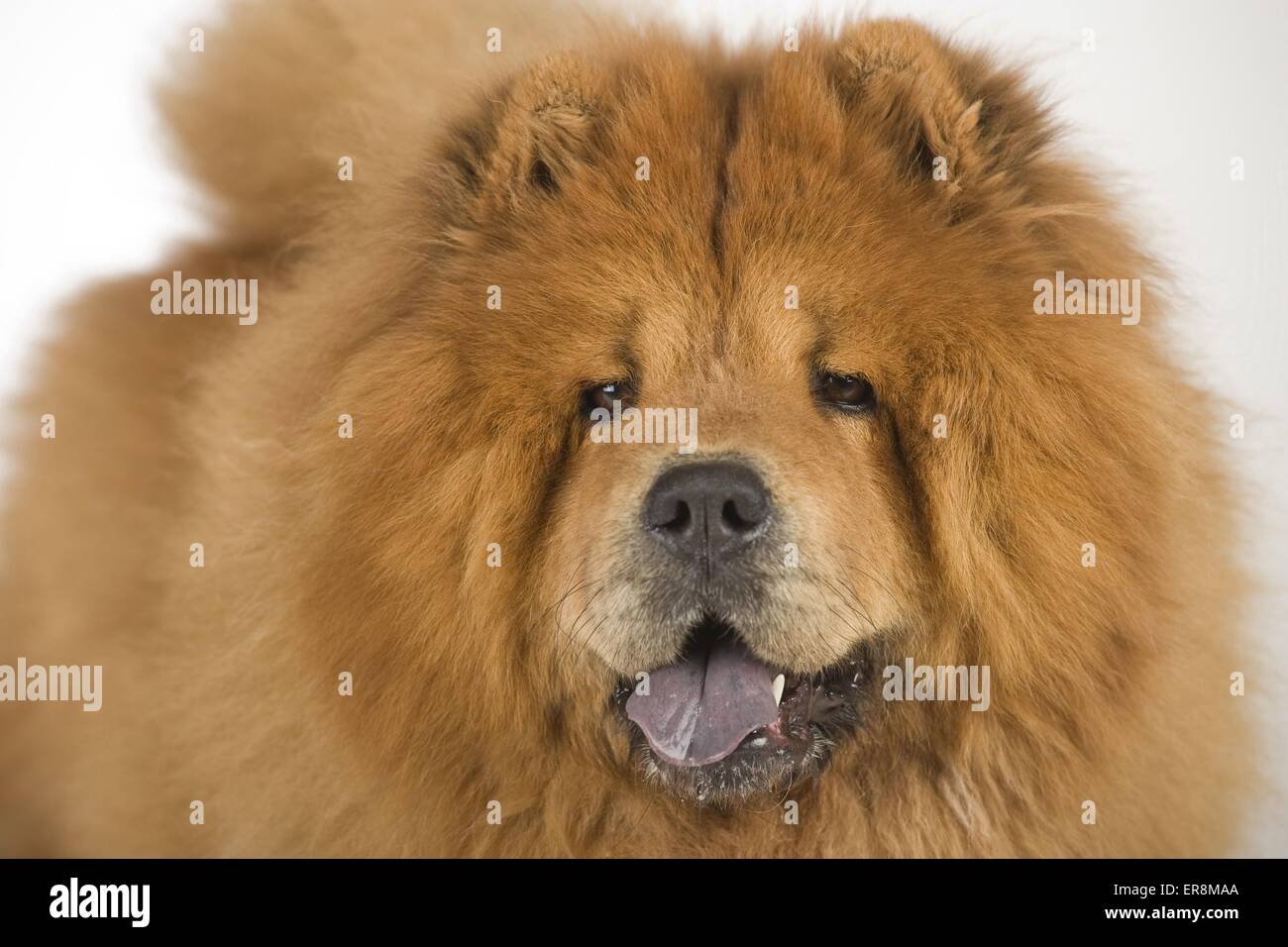 Chow chows hi-res stock photography and images - Alamy