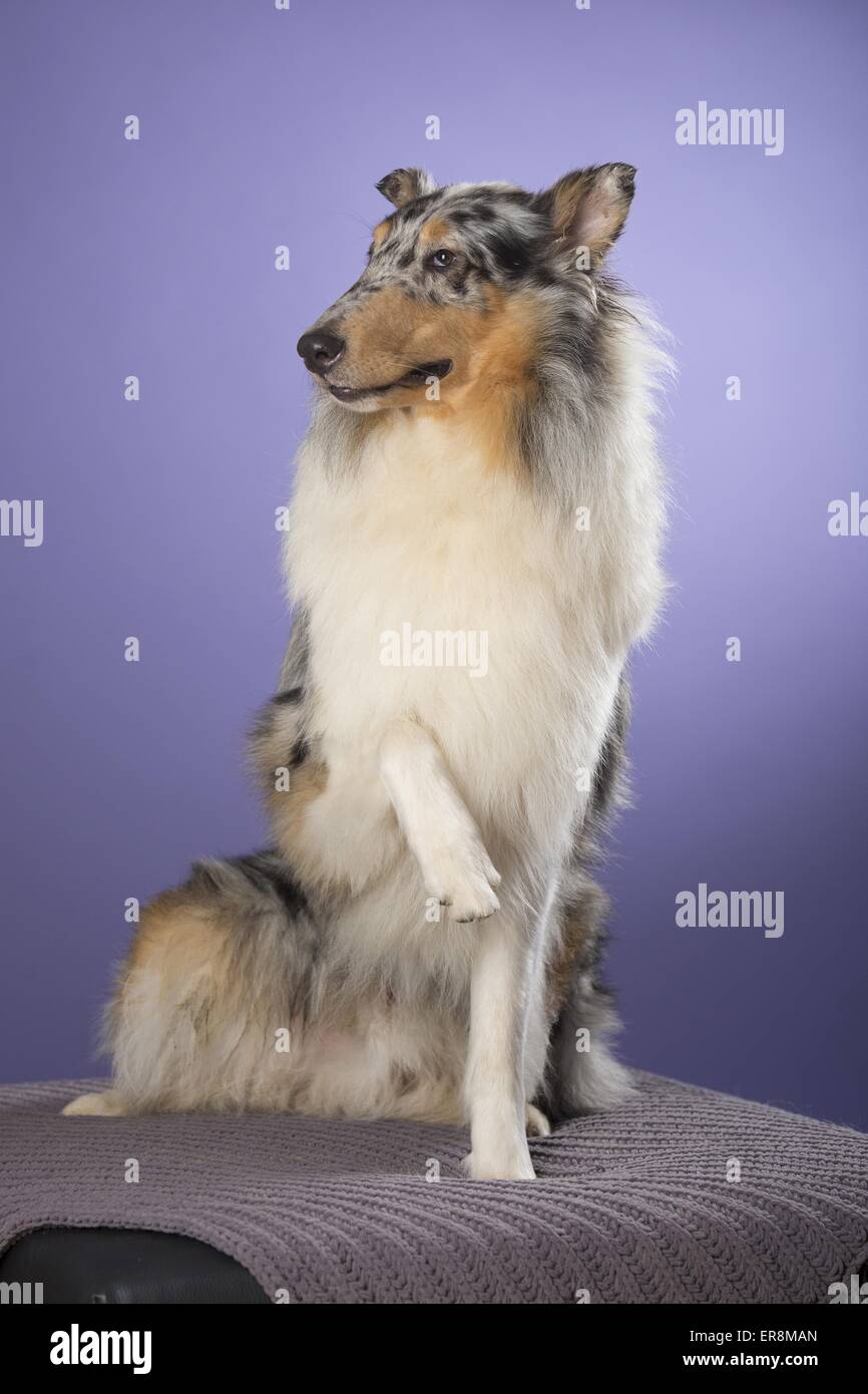 longhaired Collie gives paw Stock Photo - Alamy