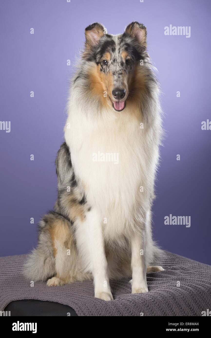 sitting longhaired Collie Stock Photo - Alamy