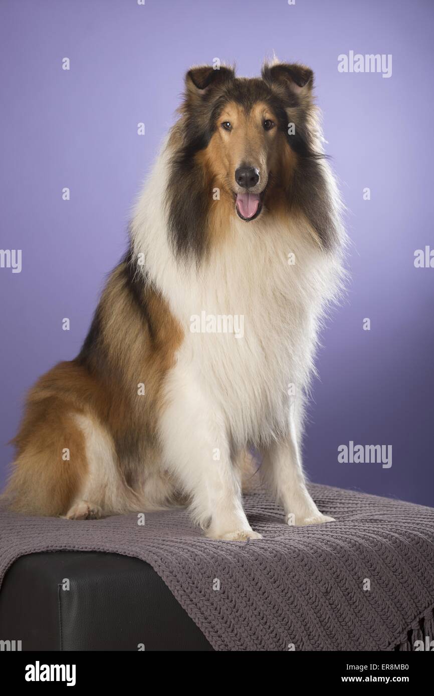 sitting longhaired Collie Stock Photo - Alamy