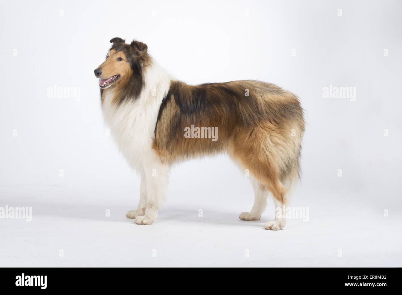standing longhaired Collie Stock Photo - Alamy