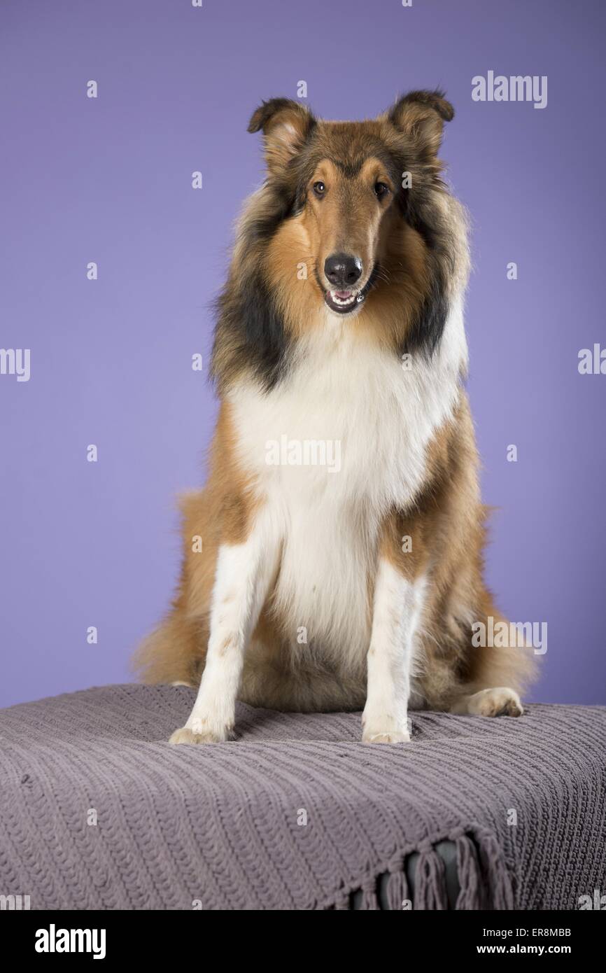 sitting longhaired Collie Stock Photo - Alamy