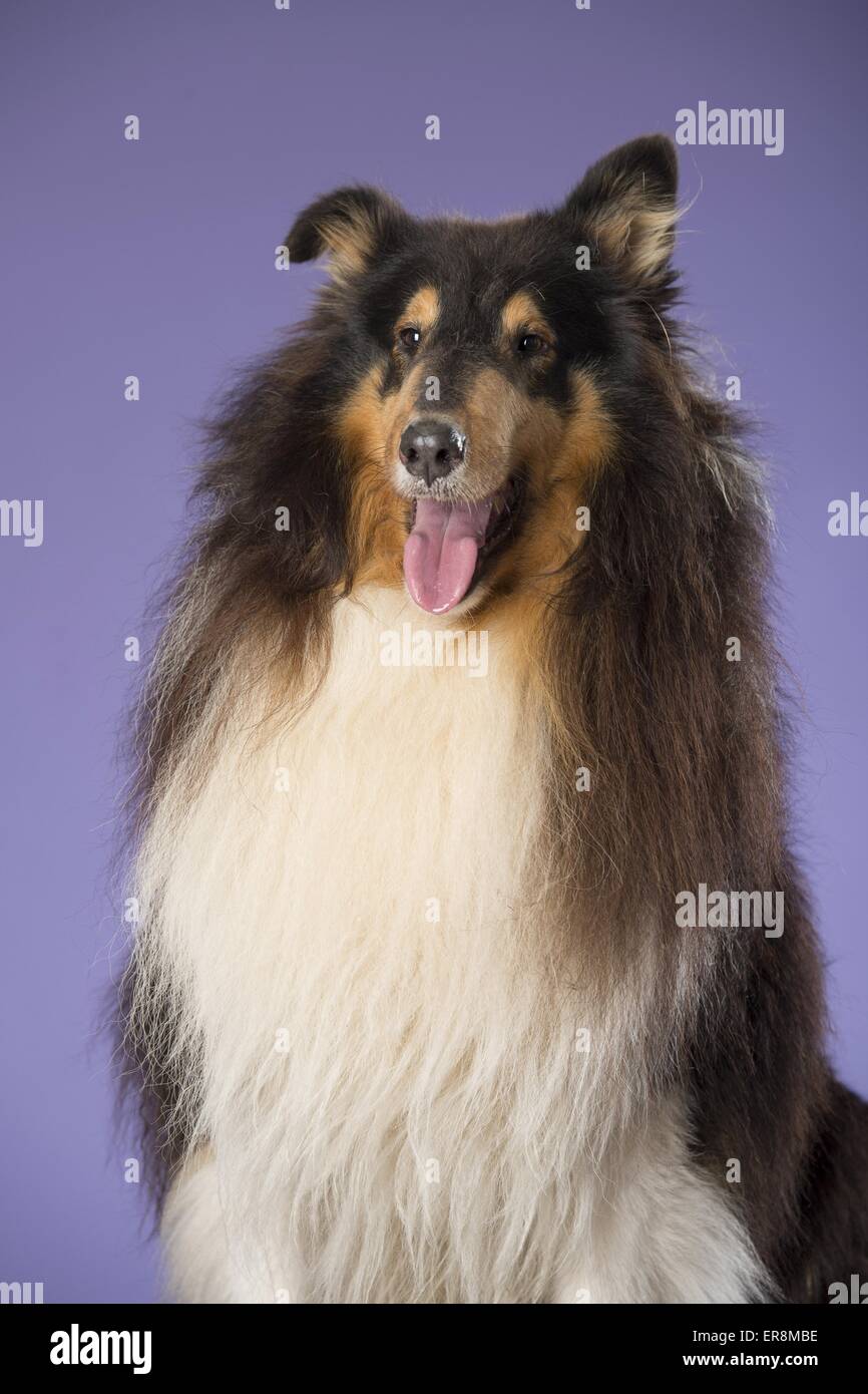 longhaired Collie portrait Stock Photo - Alamy