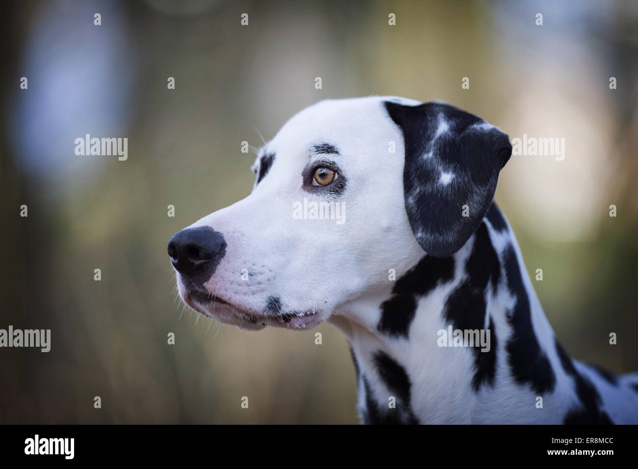 Portrait dog dalmatian side view hi-res stock photography and images ...