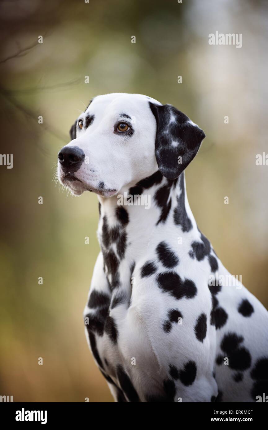 Portrait dog dalmatian side view hi-res stock photography and images ...