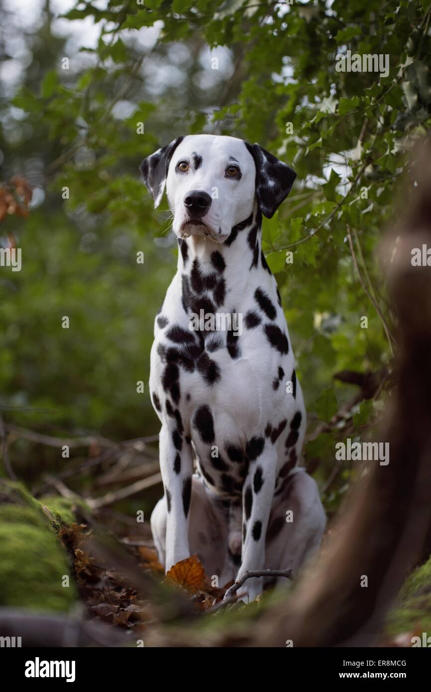 Spotty black and white dalmatian sitting hi-res stock photography and ...