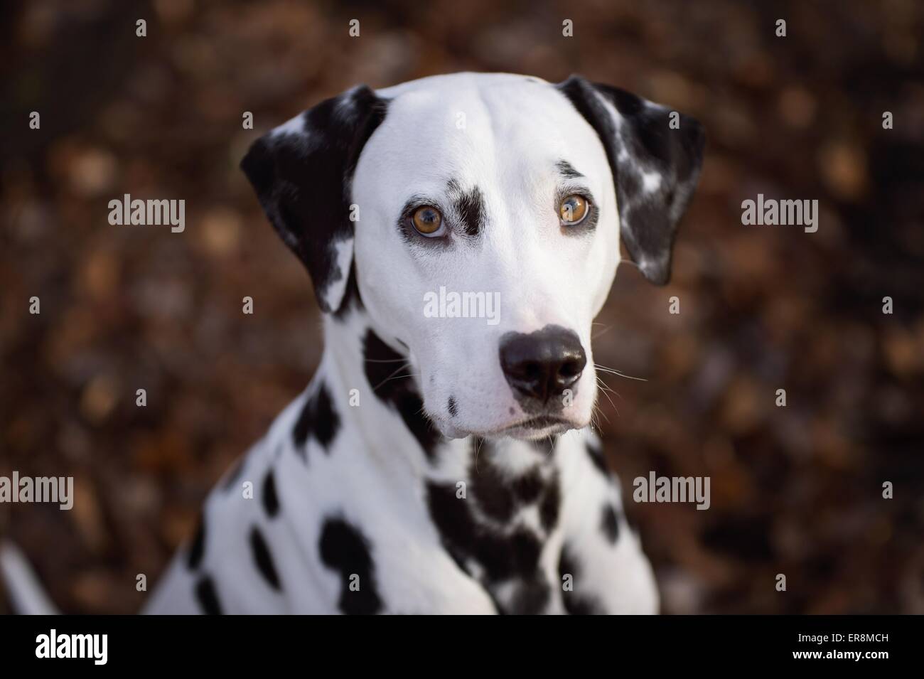 Adult male dalmatian portrait hi-res stock photography and images - Alamy
