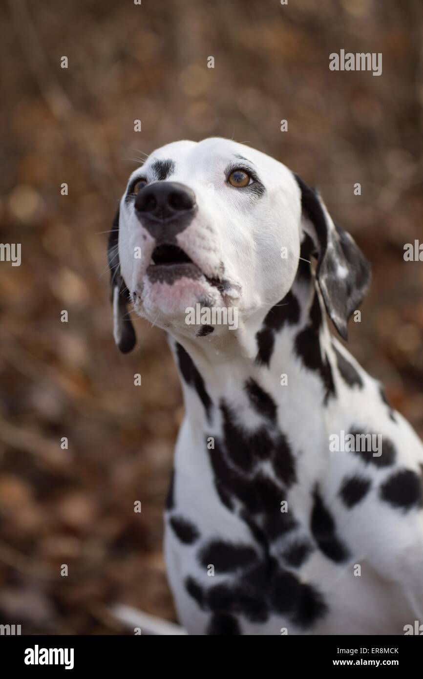 Dalmatian dog and barking hi-res stock photography and images - Alamy