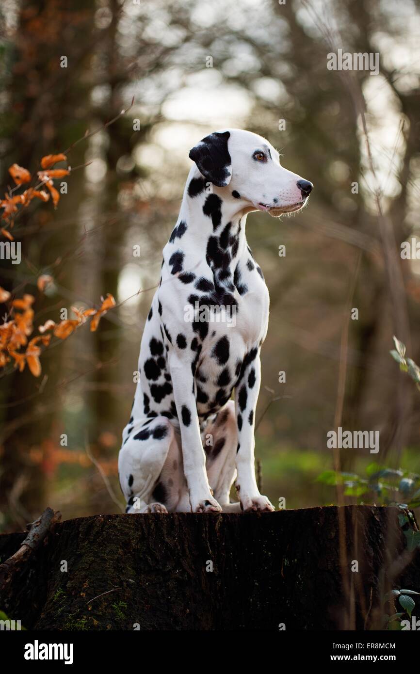 Spotty black and white dalmatian sitting hi-res stock photography and ...
