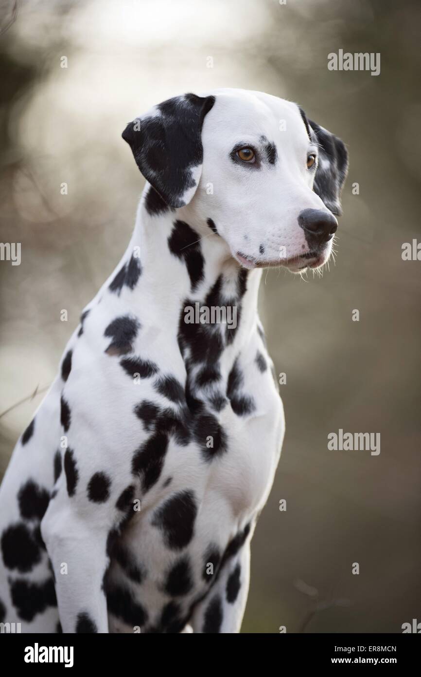 Adult male dalmatian portrait hi-res stock photography and images - Alamy
