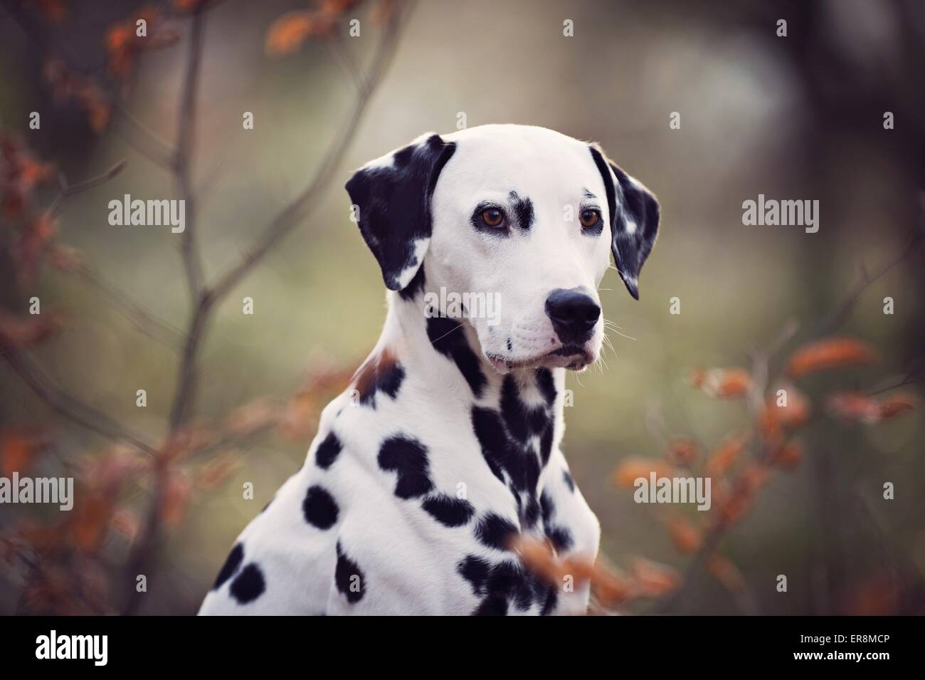 Adult male dalmatian portrait hi-res stock photography and images - Alamy