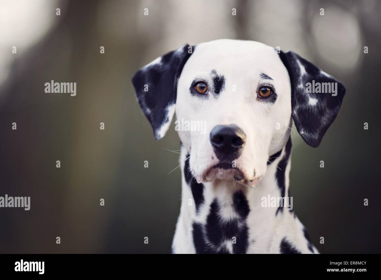 Adult male dalmatian portrait hi-res stock photography and images - Alamy