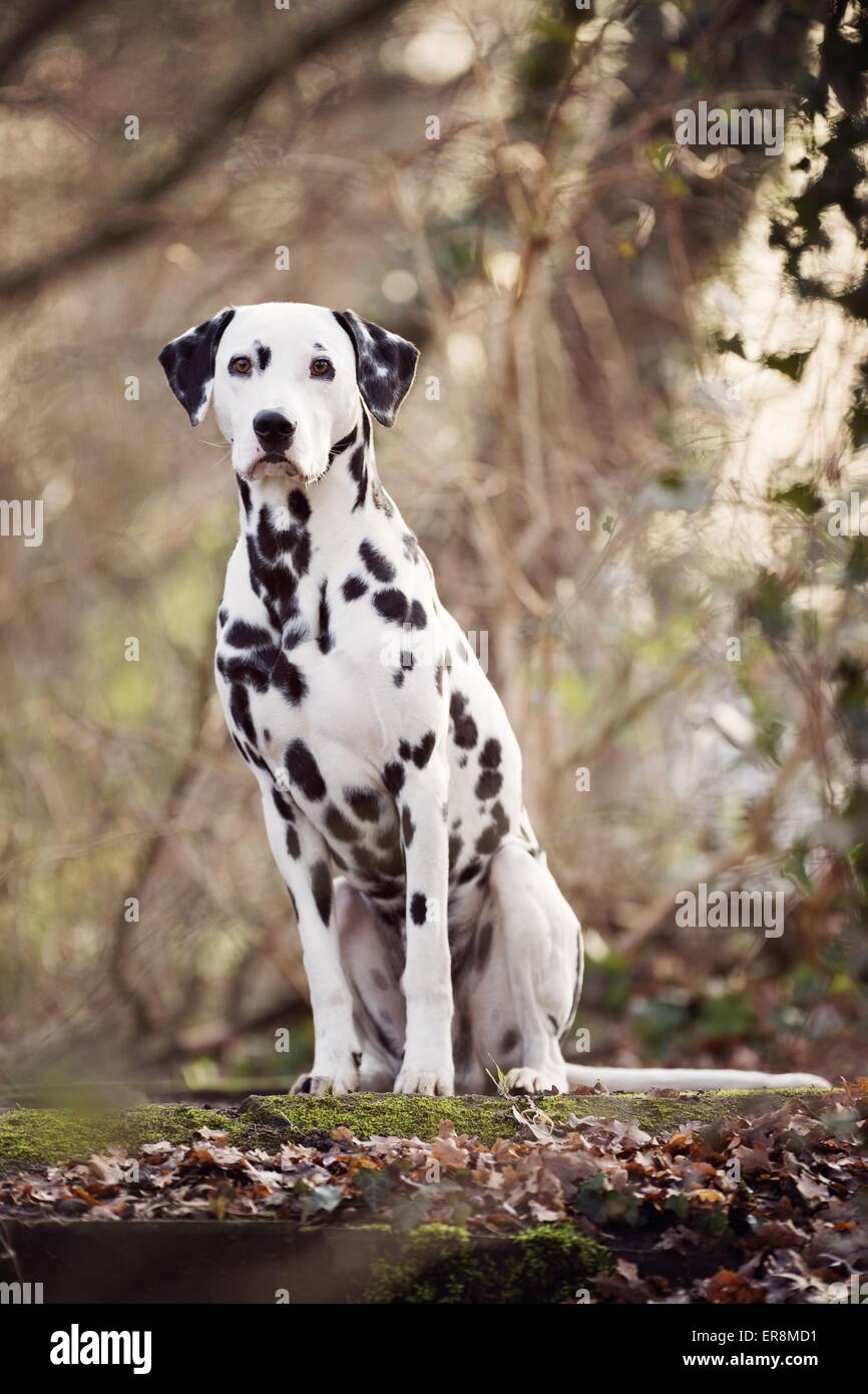 Spotty black and white dalmatian sitting hi-res stock photography and ...