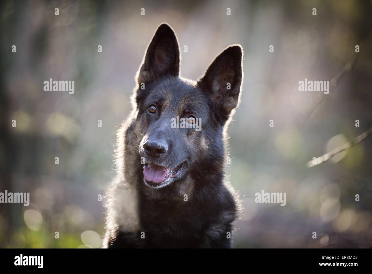 German Shepherd Portrait Stock Photo - Alamy