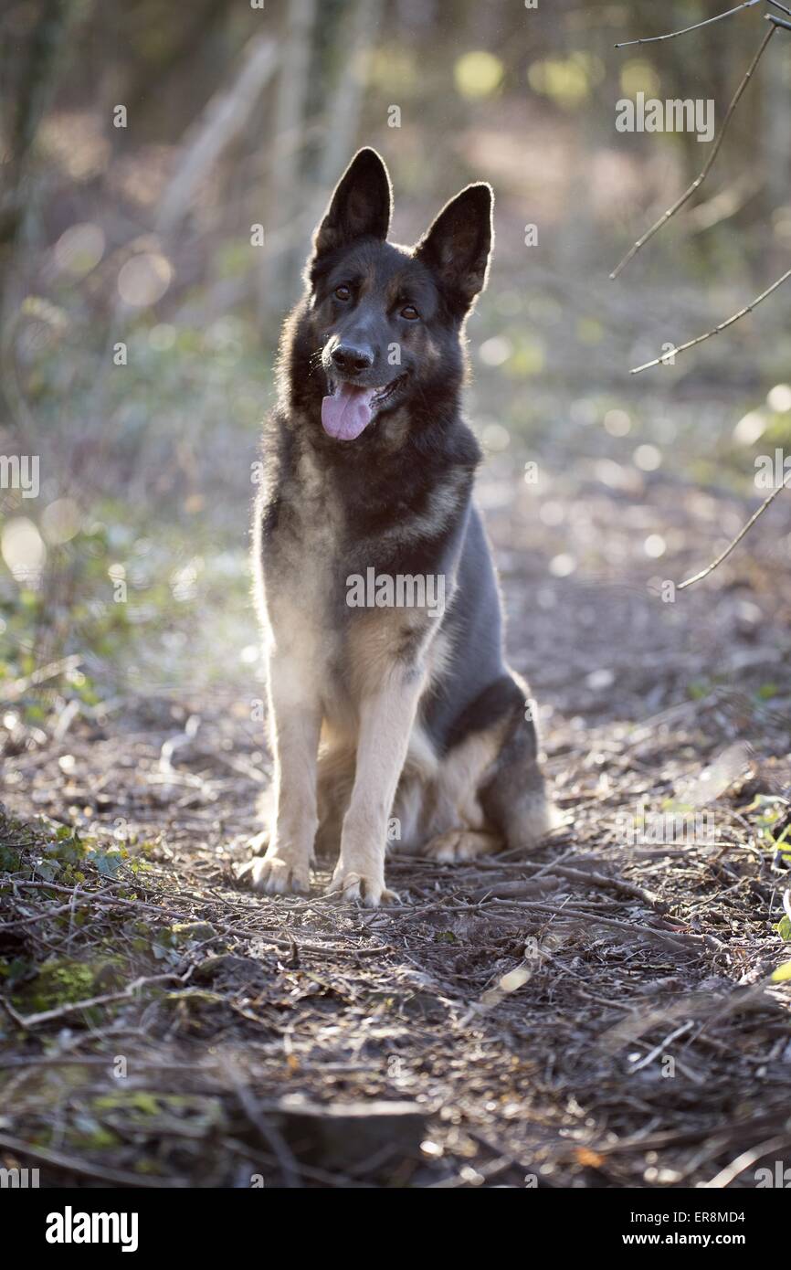 sitting German Shepherd Stock Photo - Alamy
