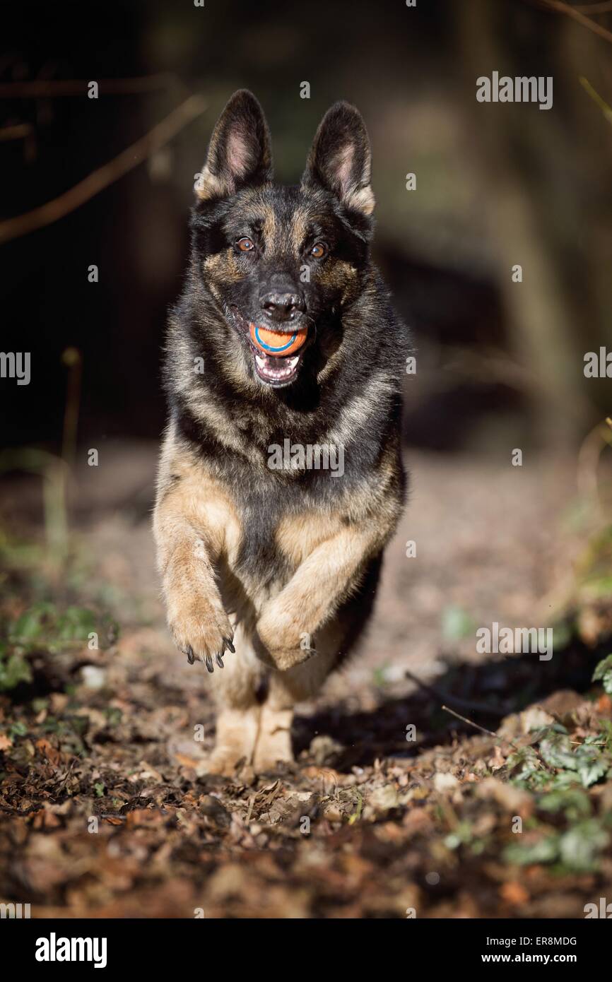playing German Shepherd Stock Photo - Alamy