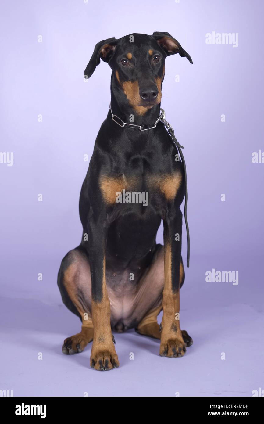 sitting Doberman Pinscher Stock Photo - Alamy