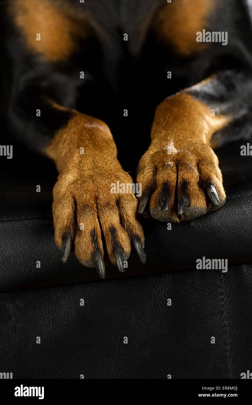Doberman Pinscher paws Stock Photo - Alamy