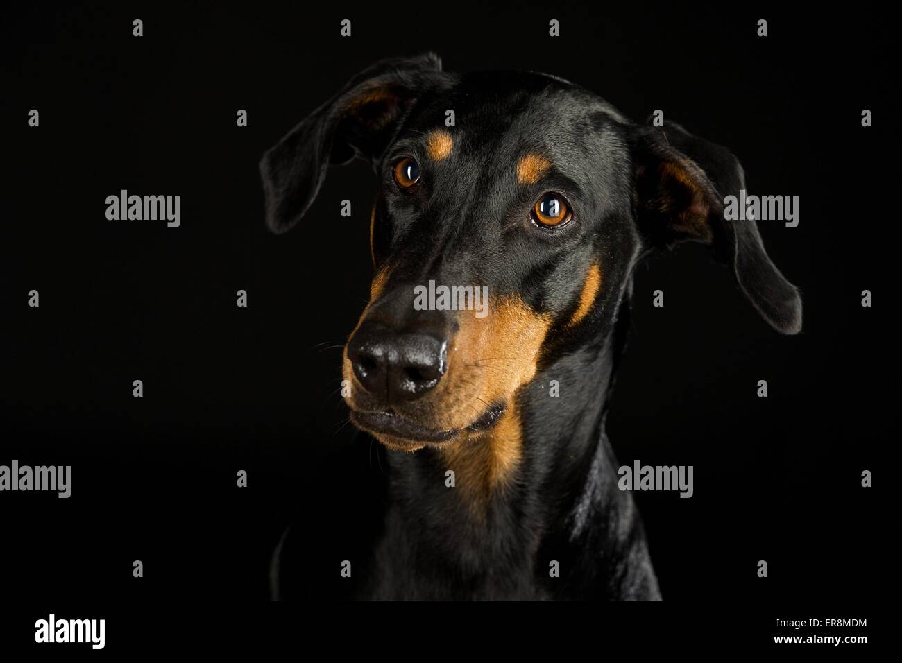 Doberman Pinscher Portrait Stock Photo - Alamy