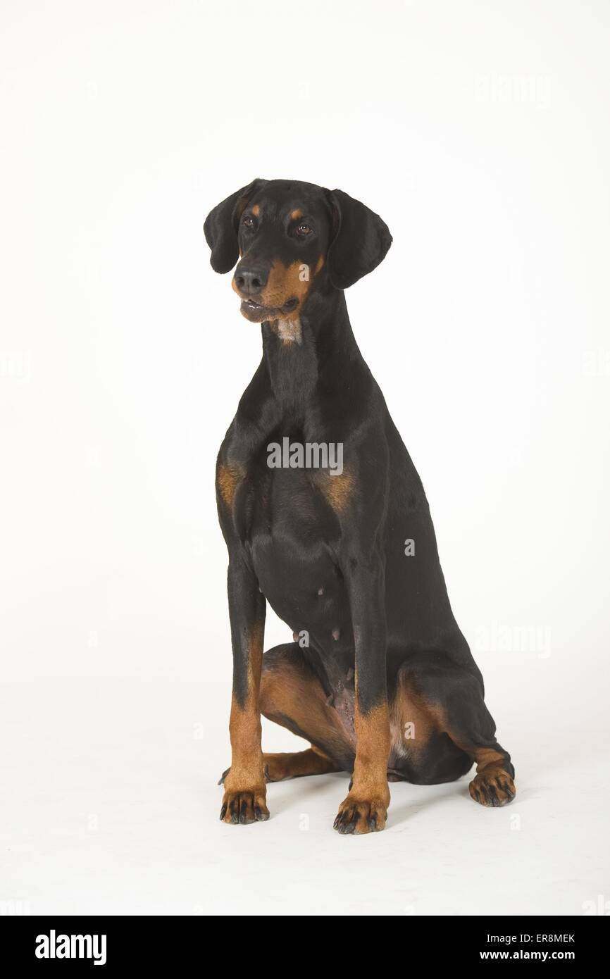 sitting Doberman Pinscher Stock Photo - Alamy