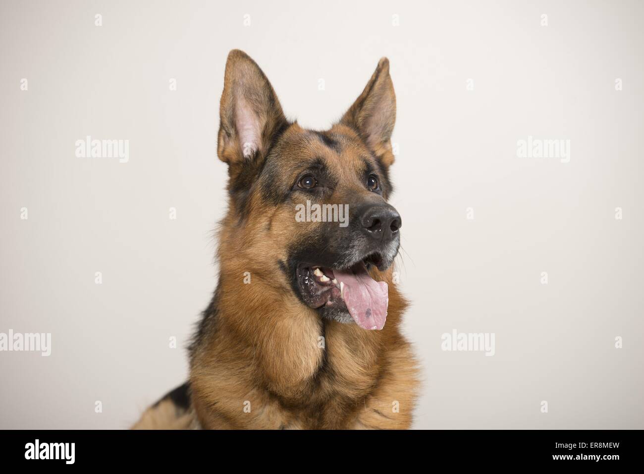 German Shepherd Portrait Stock Photo - Alamy