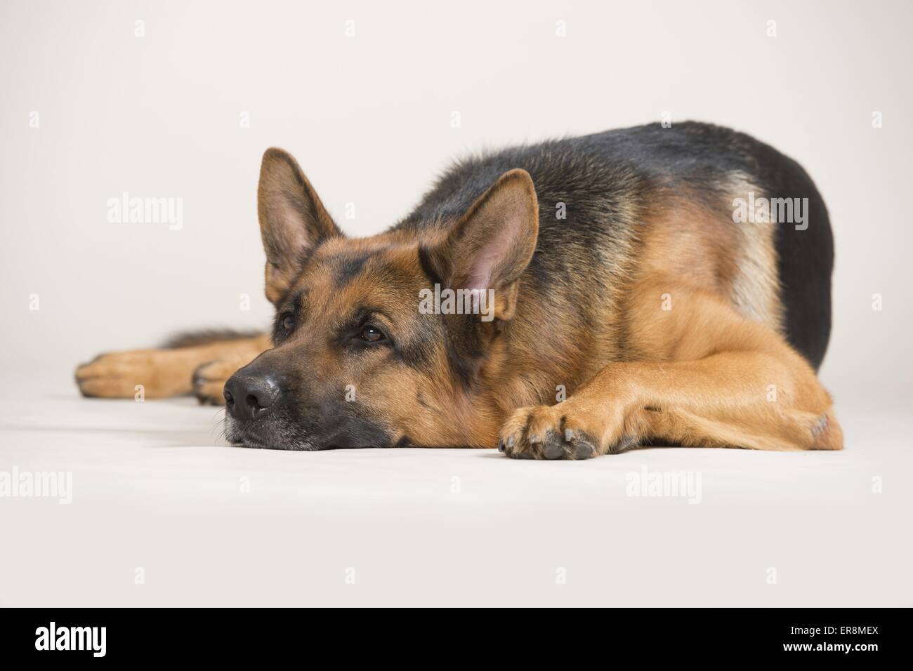 German shepherd cut out hi-res stock photography and images - Alamy