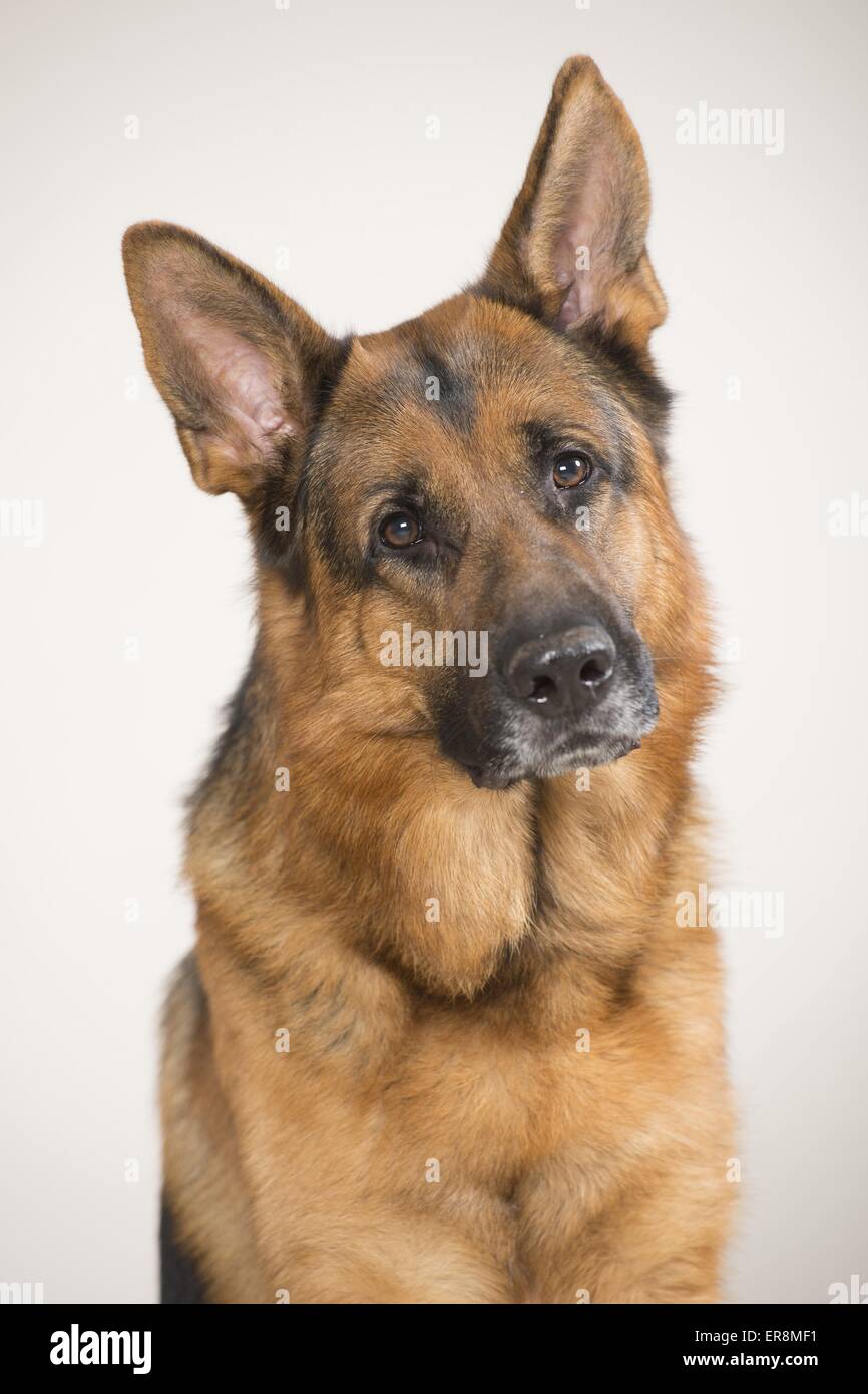 German Shepherd Portrait Stock Photo - Alamy