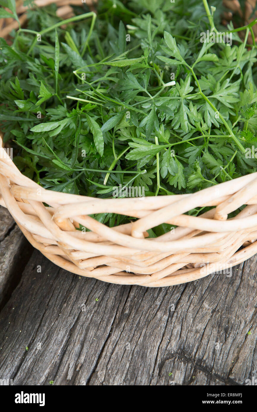 Close-up of fresh cilantro in basket Stock Photo - Alamy