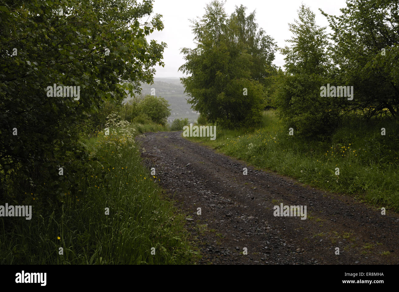 Track in forest Stock Photo - Alamy