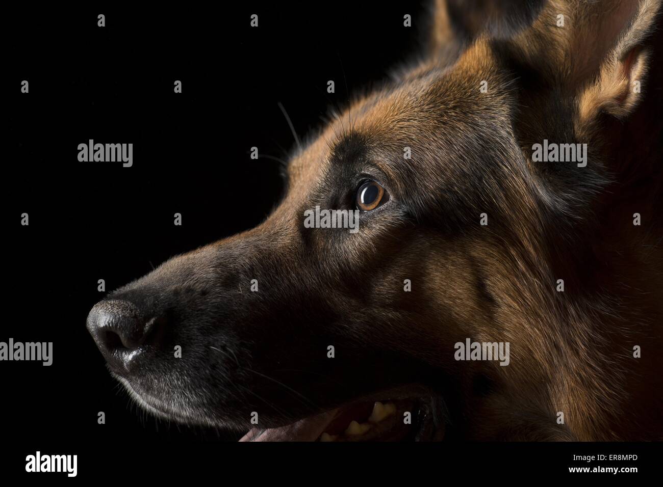 German Shepherd eye Stock Photo - Alamy