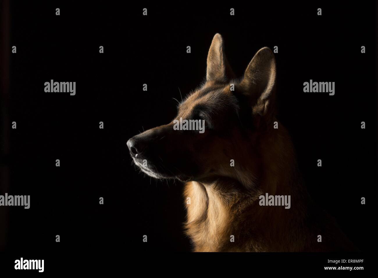 German Shepherd Portrait Stock Photo - Alamy