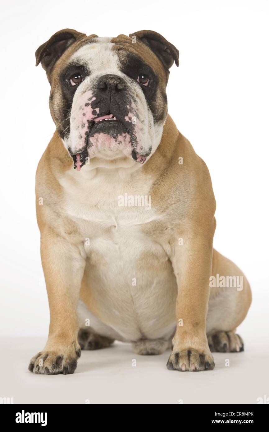 sitting English Bulldog Stock Photo - Alamy