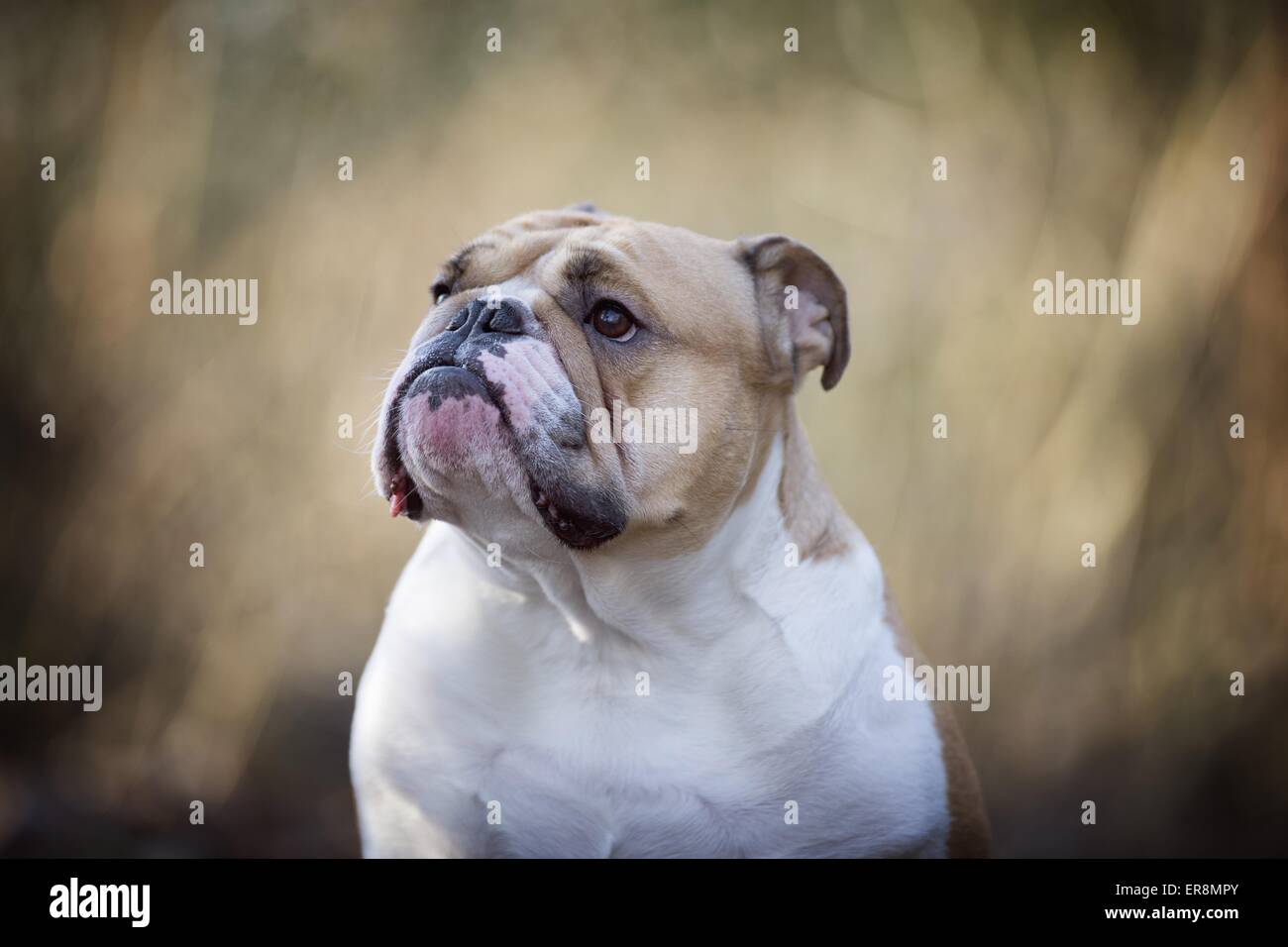English Bulldog portrait Stock Photo - Alamy