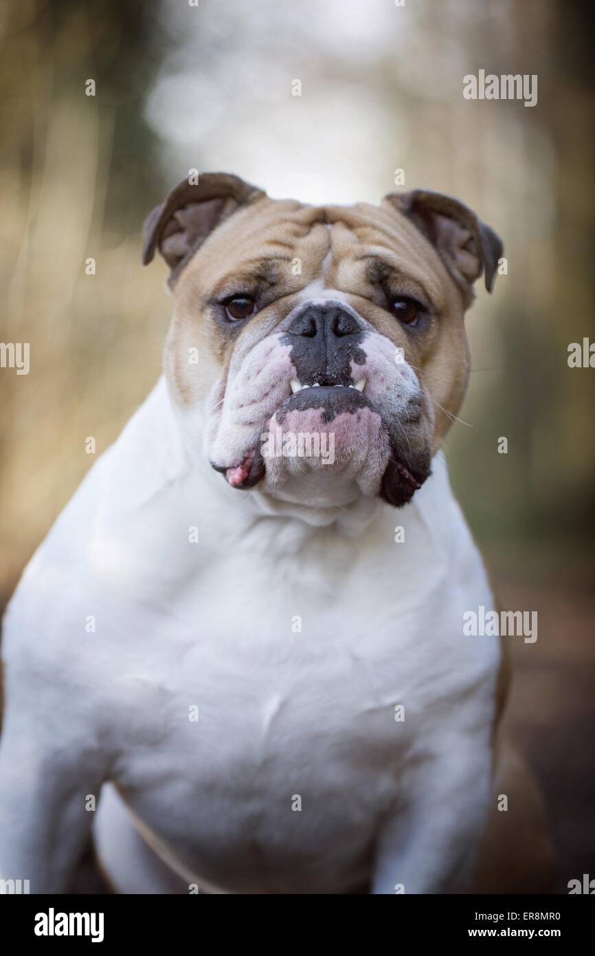 English Bulldog portrait Stock Photo - Alamy