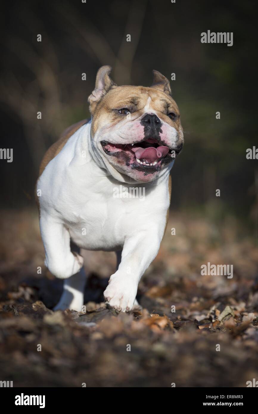 Do Bulldogs Run Fast