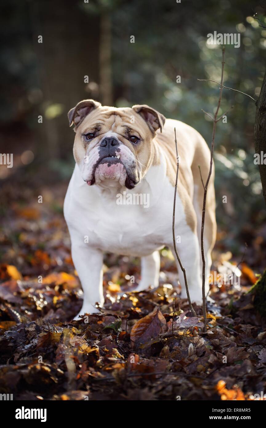 standing English Bulldog Stock Photo - Alamy